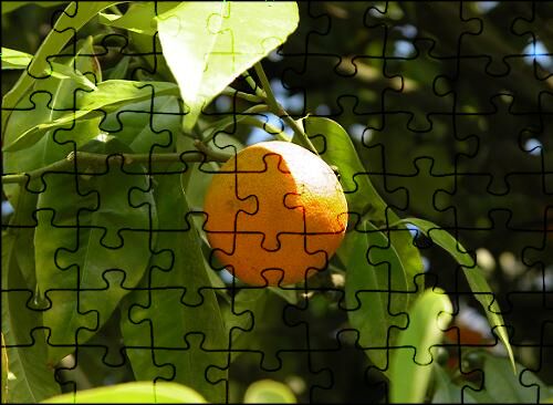 Orange Jigsaw Puzzles Online | JSPuzzles.com
