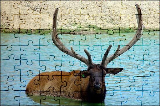 Elk Jigsaw Puzzle Online | Jspuzzles.Com