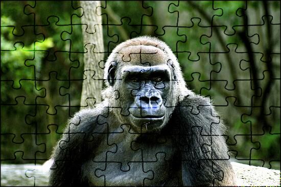 Ape Jigsaw Puzzles Online | JSPuzzles.com