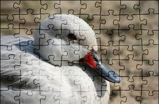 シルバーバハマピンテールジグソーパズルオンライン