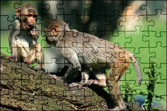 Rompecabezas De Monos Rhesus | Jspuzzles.Com