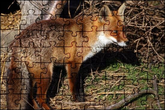 A Fox Jigsaw Puzzle Online | Jspuzzles.Com