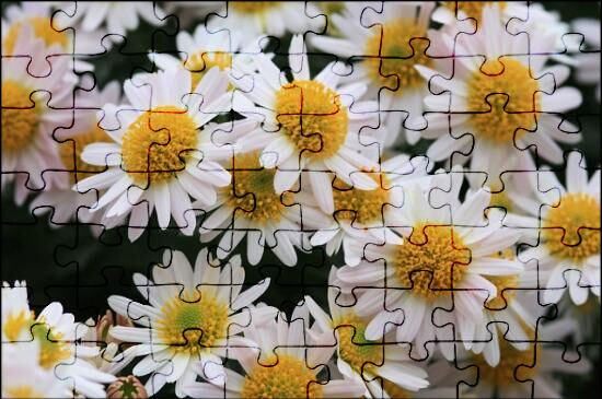 Daisies Jigsaw Puzzle Online | Jspuzzles.Com