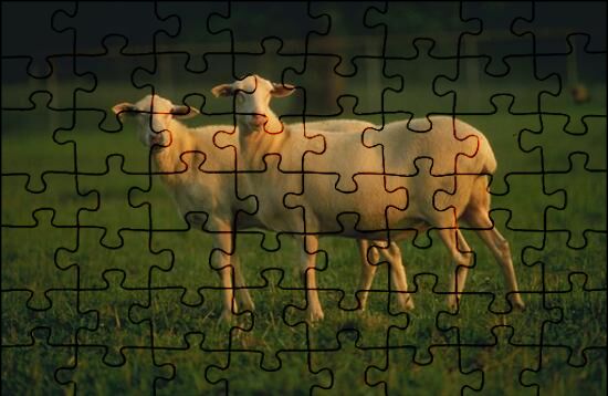 Rompecabezas De Oveja De Pelo De St. Croix | Jspuzzles.Com