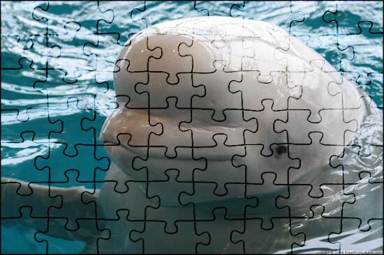 Beluga Whale Jigsaw Puzzles Online | JSPuzzles.com