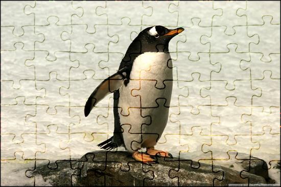 Penguin Jigsaw Puzzle Online | Jspuzzles.Com