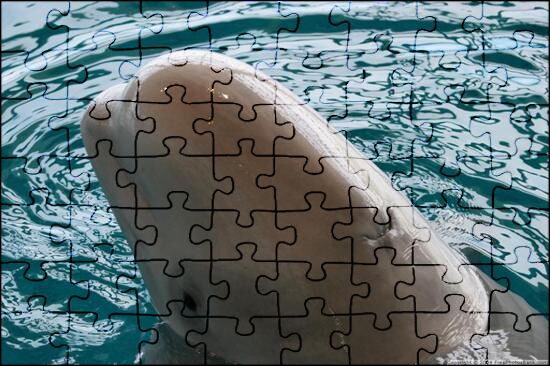Rompecabezas De Beluga | Jspuzzles.Com