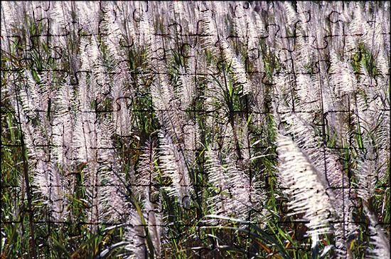 Reed Jigsaw Puzzles Online | JSPuzzles.com