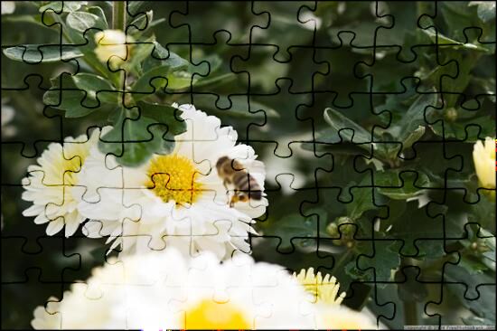 Puzzle Online Un'Ape | Jspuzzles.Com