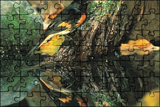 American Redstart Jigsaw Puzzle Online | Jspuzzles.Com
