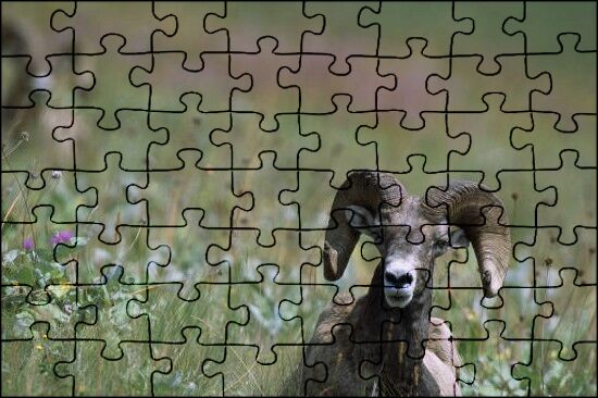 Bighorn Sheep Jigsaw Puzzle Online | Jspuzzles.Com