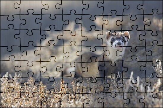 Kangaroo Jigsaw Puzzles Online | JSPuzzles.com