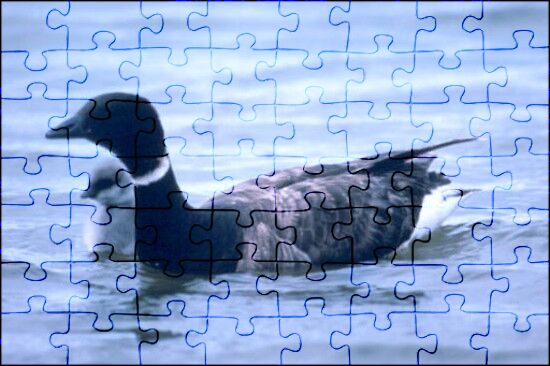 Brant With Young Jigsaw Puzzle Online | Jspuzzles.Com