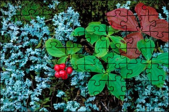 Bunchberry Jigsaw Puzzle Online | Jspuzzles.Com