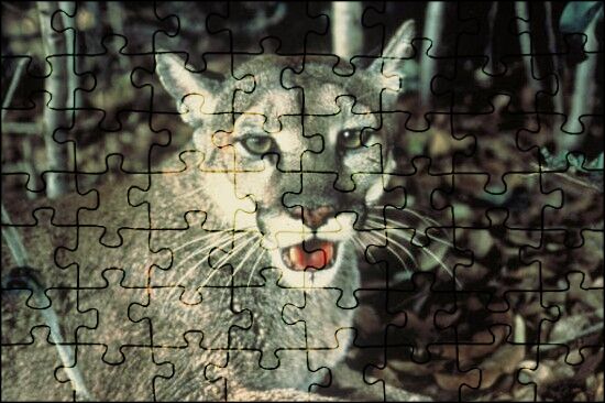Florida Panther Jigsaw Puzzle Online | Jspuzzles.Com