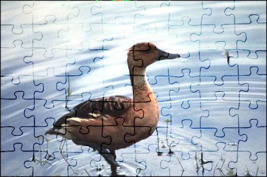 Fulvous Whistling Duck Jigsaw Puzzle Online | Jspuzzles.Com