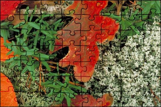 Mountain Lover (Pachystima) Jigsaw Puzzle Online | Jspuzzles.Com