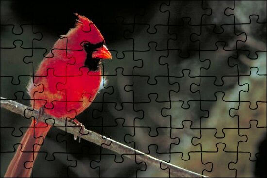 Northern Cardinal Jigsaw Puzzle Online | Jspuzzles.Com
