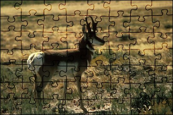 Pronghorn Antelope Jigsaw Puzzle Online | Jspuzzles.Com