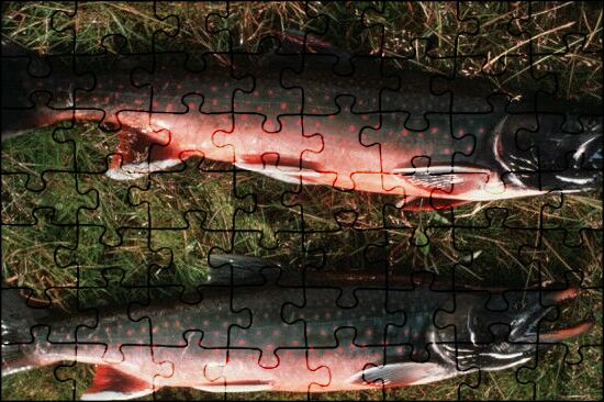 Fish Jigsaw Puzzles Online | JSPuzzles