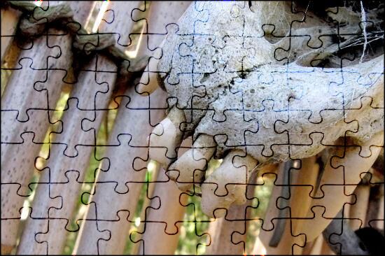 Bones Jigsaw Puzzle Online | Jspuzzles.Com