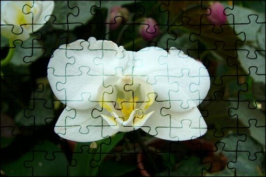 Orchid Jigsaw Puzzle Online | Jspuzzles.Com