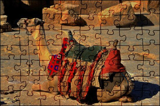 A Camel Jigsaw Puzzle Online | Jspuzzles.Com