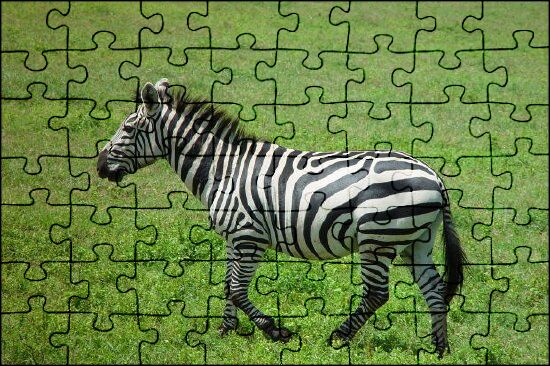 Zebra Jigsaw Puzzle Online | Jspuzzles.Com