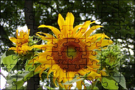 Daisy Jigsaw Puzzle Online | Jspuzzles.Com