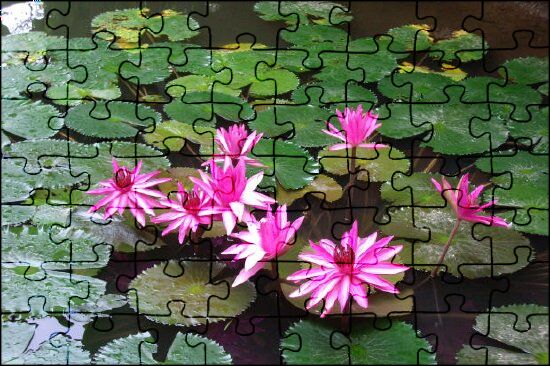 Lotus Jigsaw Puzzle Online | Jspuzzles.Com