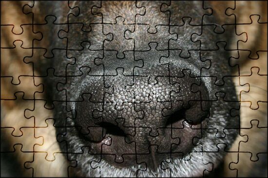 A Nose Jigsaw Puzzle Online | Jspuzzles.Com