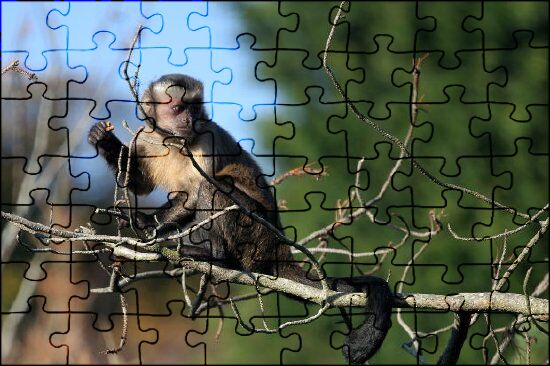 Rompecabezas De Un Mono | Jspuzzles.Com