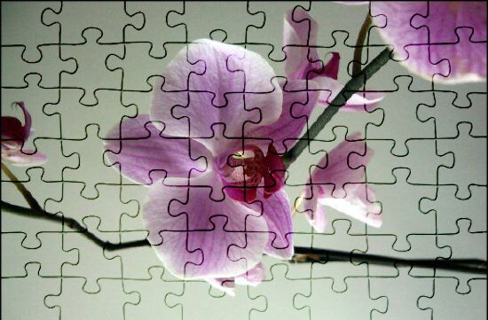 Orchid Jigsaw Puzzle Online | Jspuzzles.Com