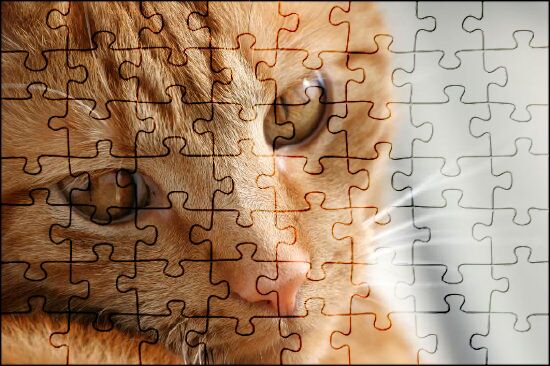Cat Jigsaw Puzzles Online | JSPuzzles.com