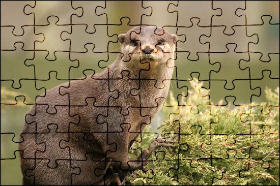 Otter Jigsaw Puzzles Online | JSPuzzles.com