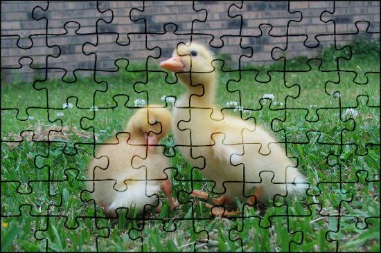 Duck Jigsaw Puzzles Online | JSPuzzles.com