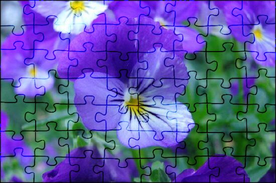 Violets Jigsaw Puzzle Online | Jspuzzles.Com