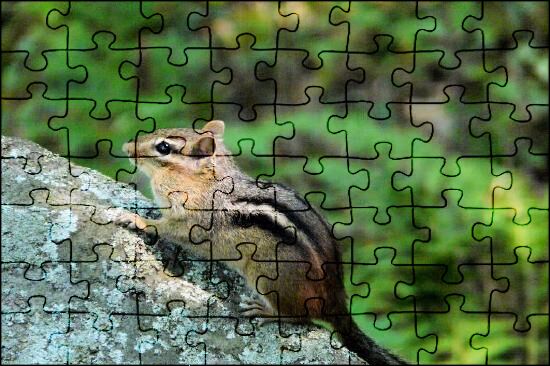 Chipmunk Jigsaw Puzzle Online | Jspuzzles.Com
