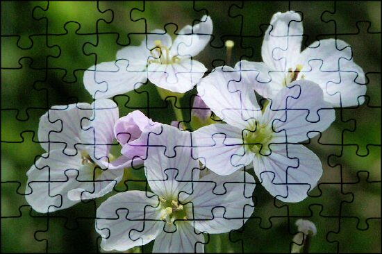 Geranium Jigsaw Puzzles Online | JSPuzzles.com