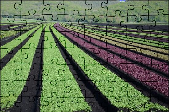 Crops Jigsaw Puzzle Online | Jspuzzles.Com