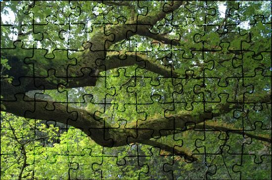 Sequoia Tree Jigsaw Puzzle Online | Jspuzzles.Com