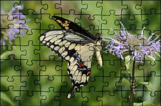 Swallowtail Butterfly Jigsaw Puzzle Online | Jspuzzles.Com