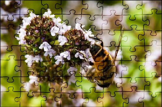 Bee On A Flower Jigsaw Puzzle Online | Jspuzzles.Com