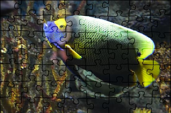 Angelfish Jigsaw Puzzles Online | JSPuzzles.com
