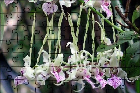 Orchid Jigsaw Puzzles Online | JSPuzzles.com