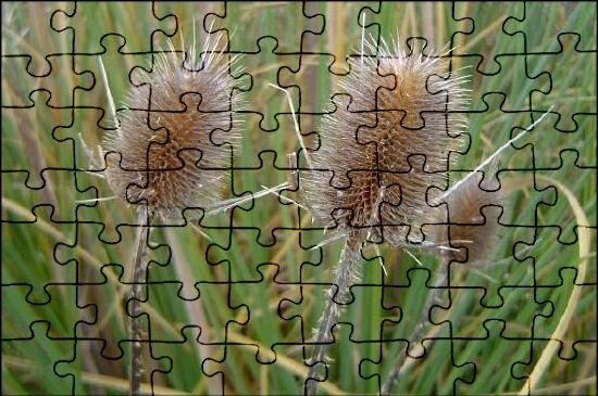 Grass Jigsaw Puzzle Online | Jspuzzles.Com