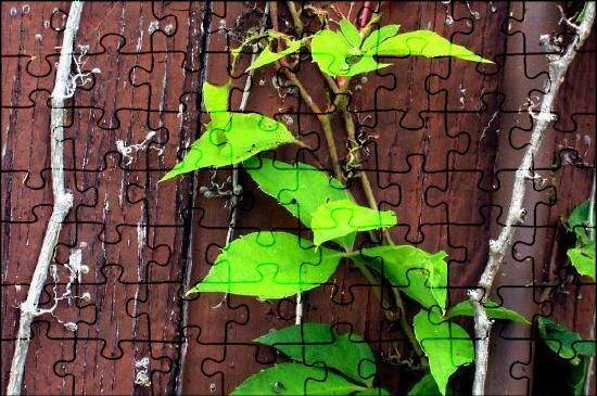 Green Leaves Jigsaw Puzzle Online | Jspuzzles.Com