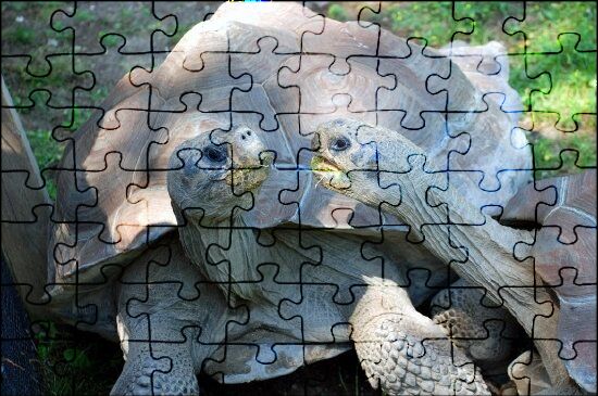 Turtles Jigsaw Puzzle Online | Jspuzzles.Com