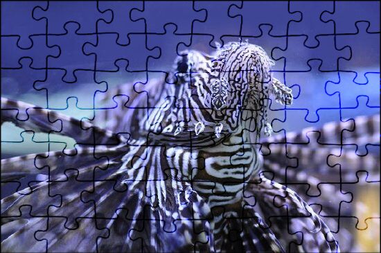 Aquatic Jigsaw Puzzles Online | JSPuzzles.com