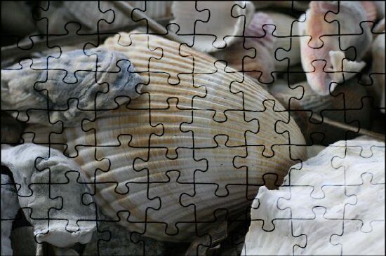 Seashell Jigsaw Puzzles Online | JSPuzzles.com